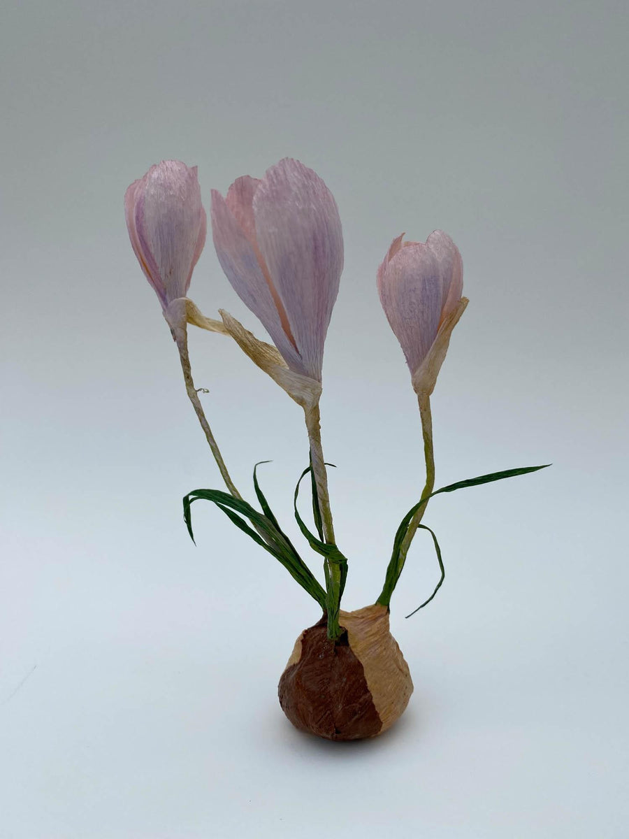 Krokus på løk 3 blomster – The Apothecary